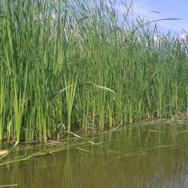 Uspeli sa eko - biznisom: Beru rogoz i prave papuče koje pospešuju ...
