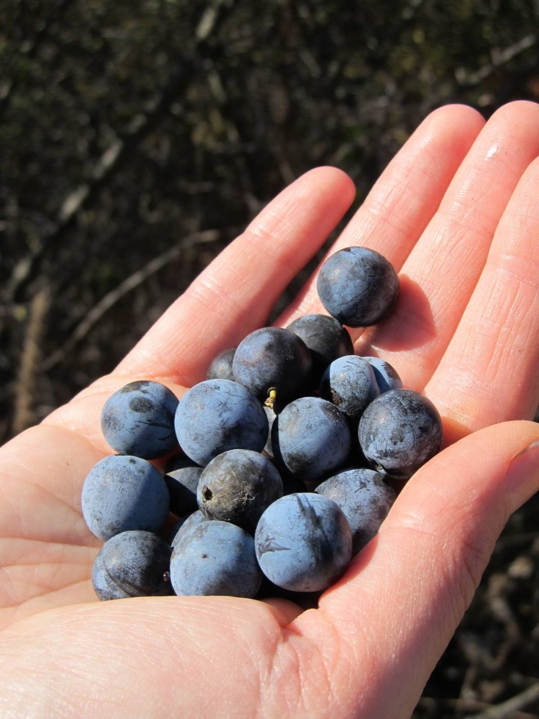 Na ŠUMSKOJ TERAPIJI na jugu Srbije: Ovde su najlepši vidikovci, beru se ...